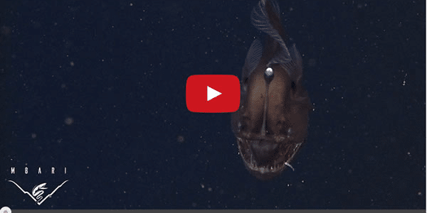 Scary Looking Anglerfish Caught On Camera | udopt.co.uk
