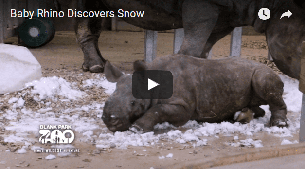 Watch This Adorable Baby Rhino Fall In Love With Snow For The First ...