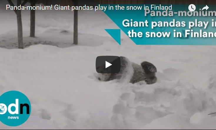 Check Out These Two Giant Pandas Get Their First Taste Of Finnish Snow ...