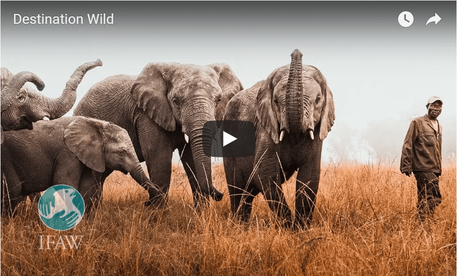 Watch The Moment Rehabilitated Elephants Are Released Back Into The ...